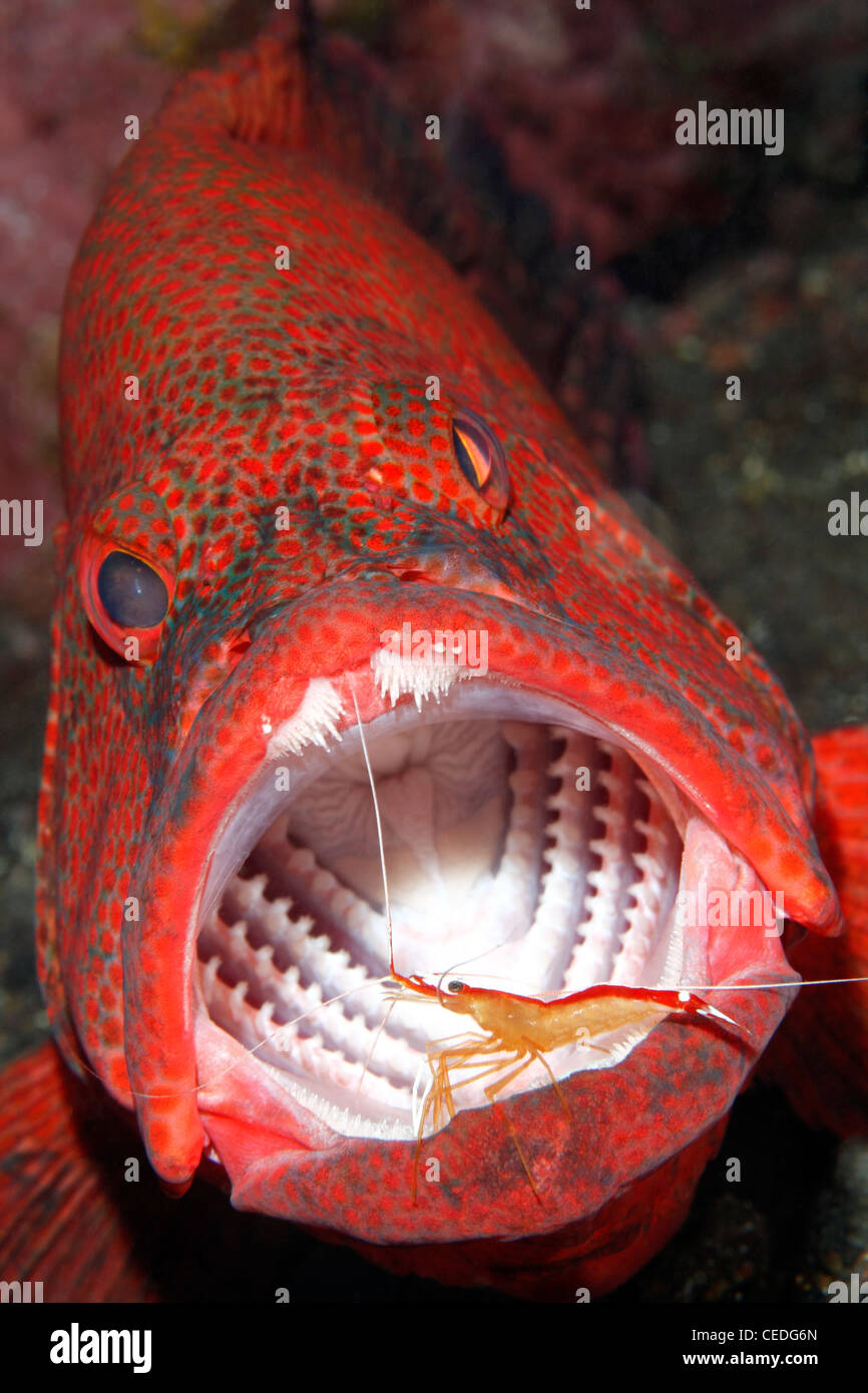 Cod fish alive hi-res stock photography and images - Alamy