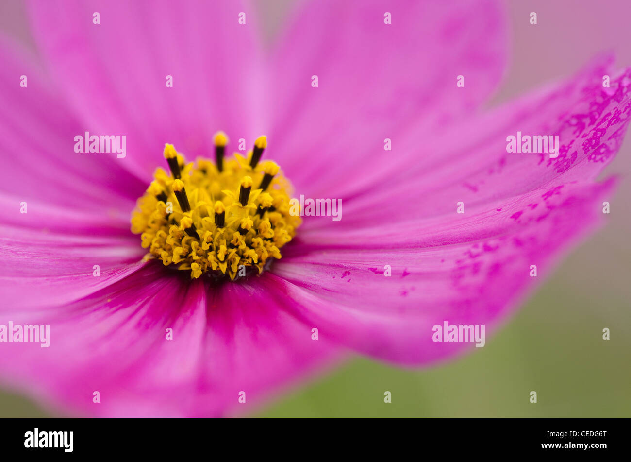 Close-up of a single pink cosmos flower, Cosmos bipinnatus Stock Photo ...