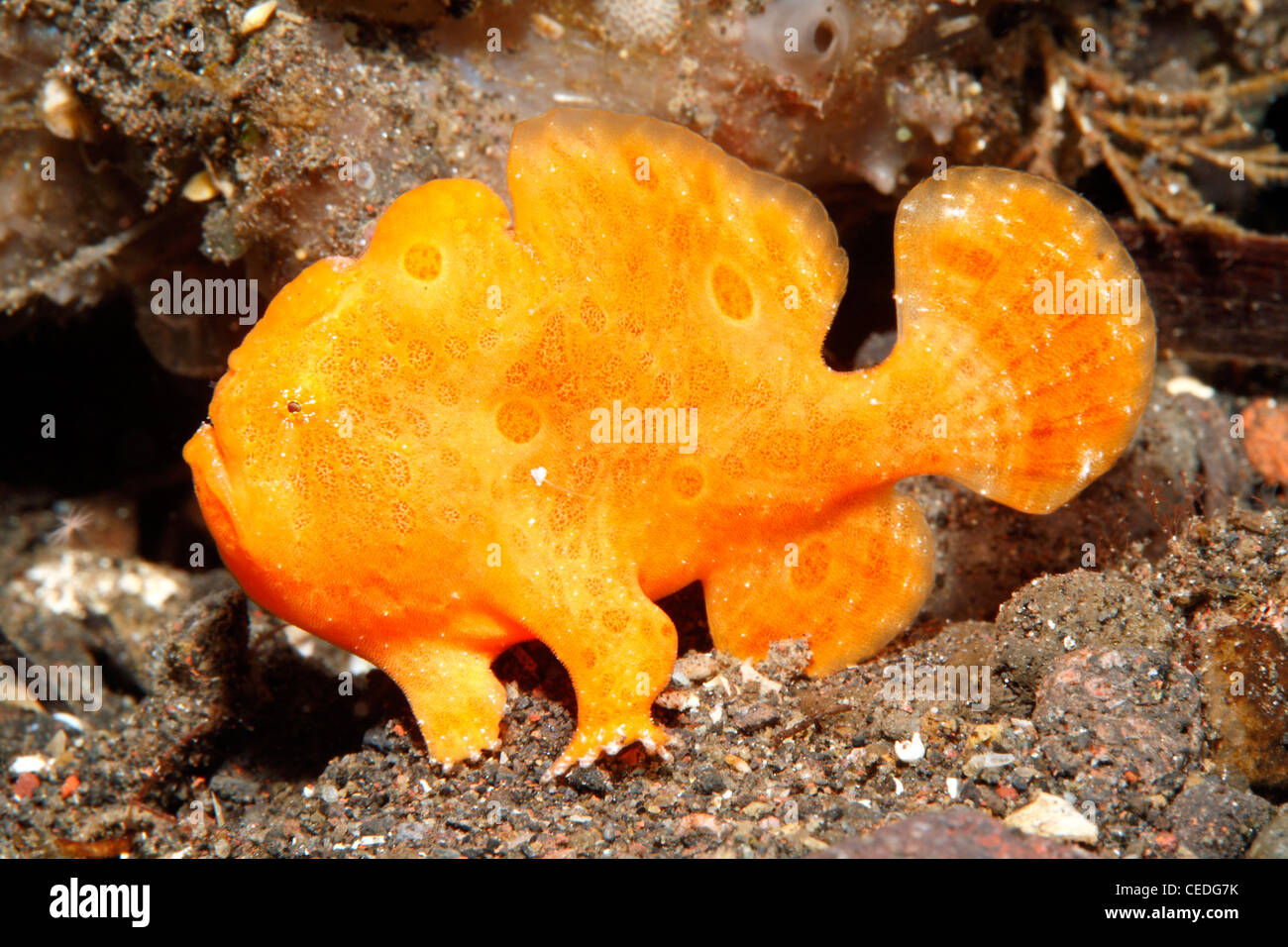 Painted Frogfish