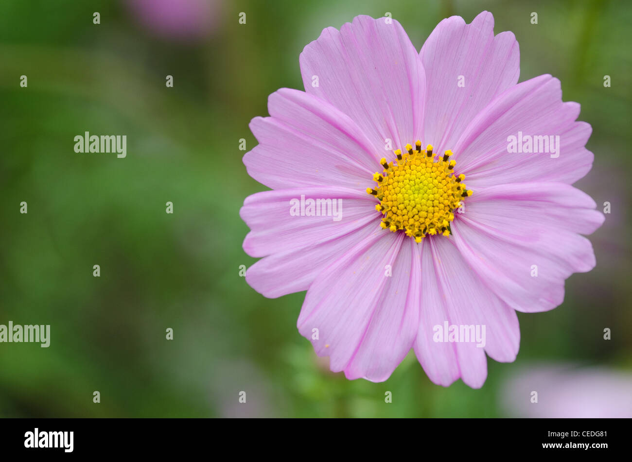 Close-up of a single pink cosmos flower, Cosmos bipinnatus Stock Photo ...