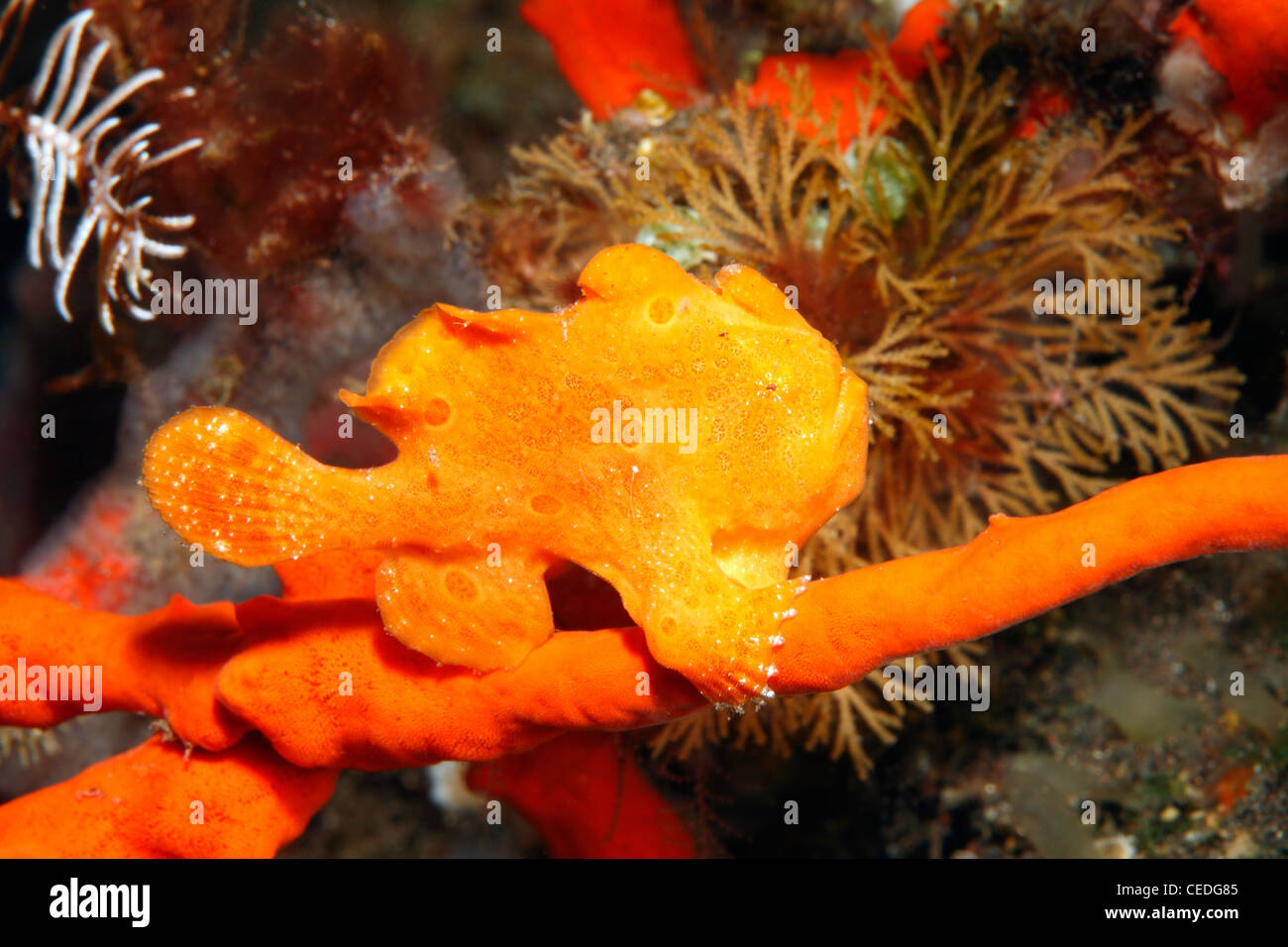 Painted Frogfish, Antennarius pictus. Orange juvenile Stock Photo - Alamy