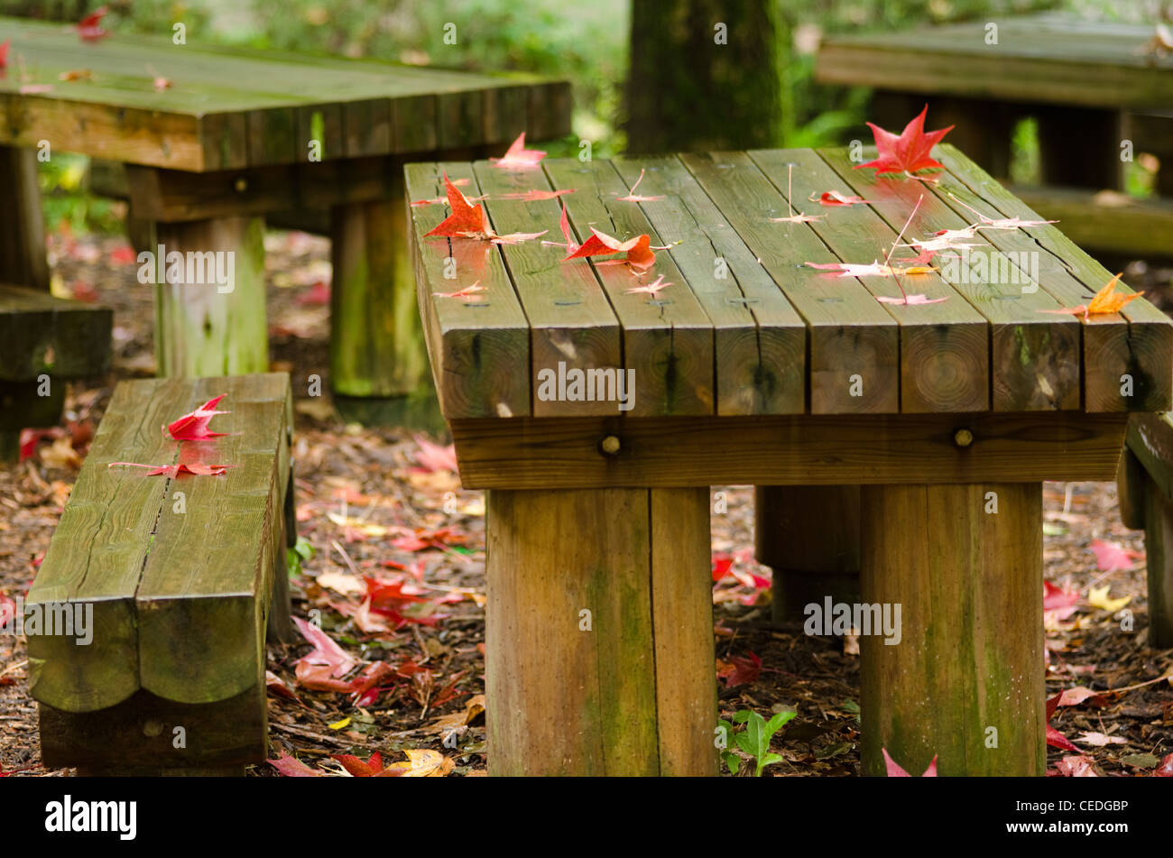 Red platanus leaves on a wet wooden table in autumn, fall Stock Photo ...