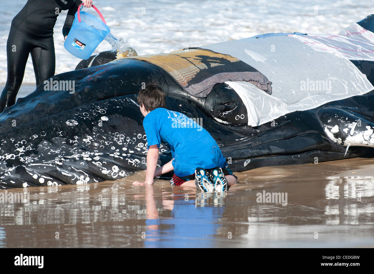 Beached Humpback Whales