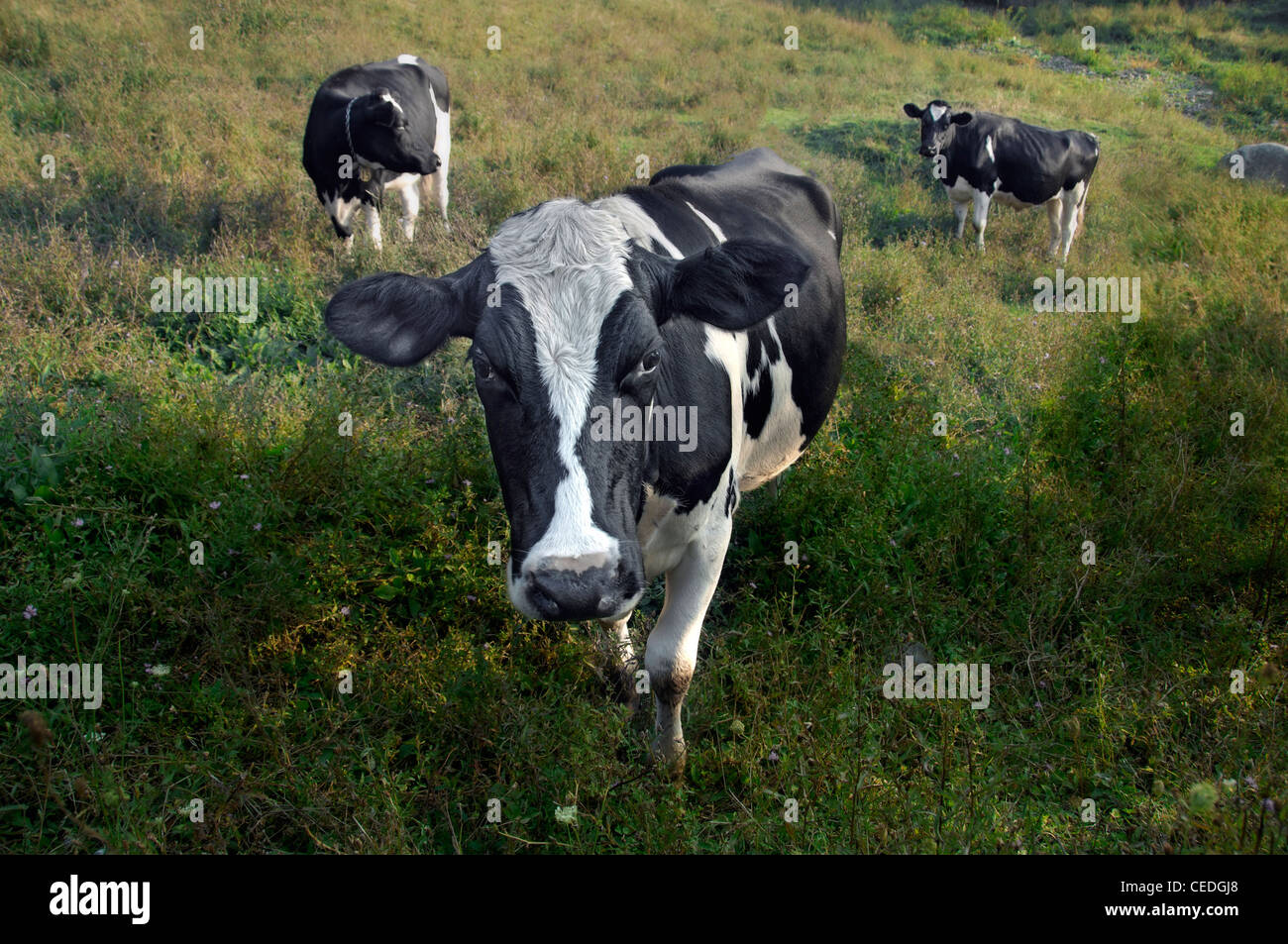 3 cows hi-res stock photography and images - Alamy
