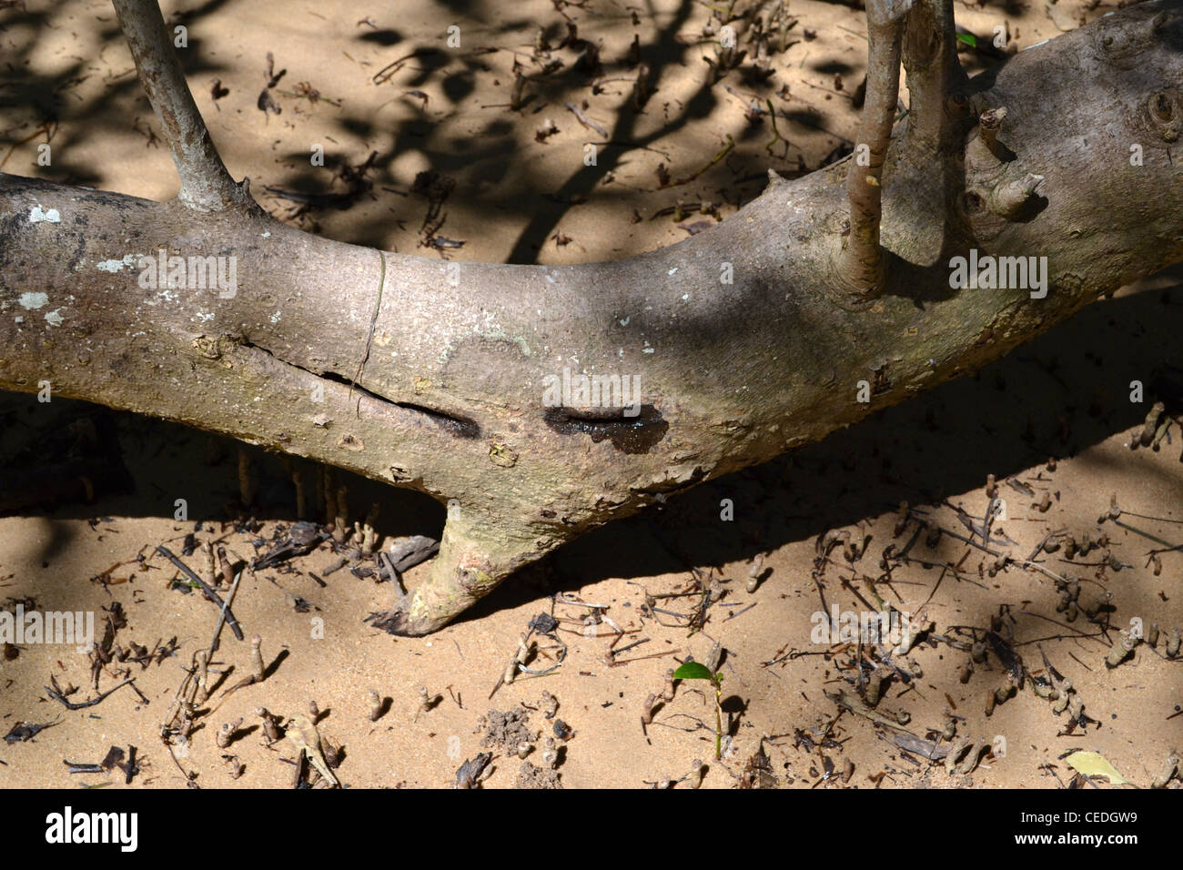 Tree branch in the mangroves Stock Photo - Alamy