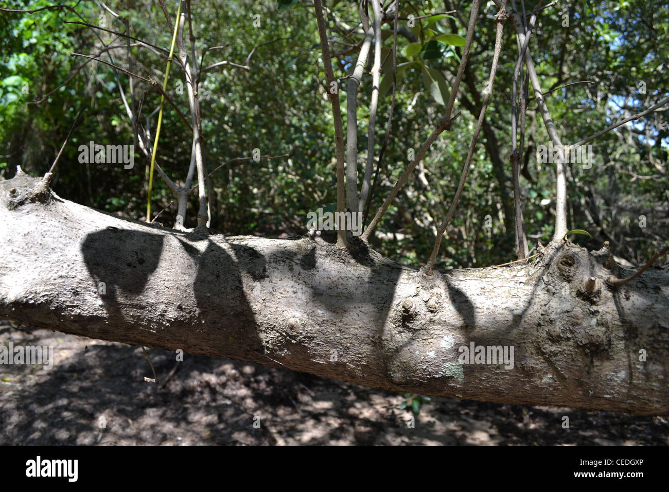 Tree branch in the mangroves Stock Photo - Alamy