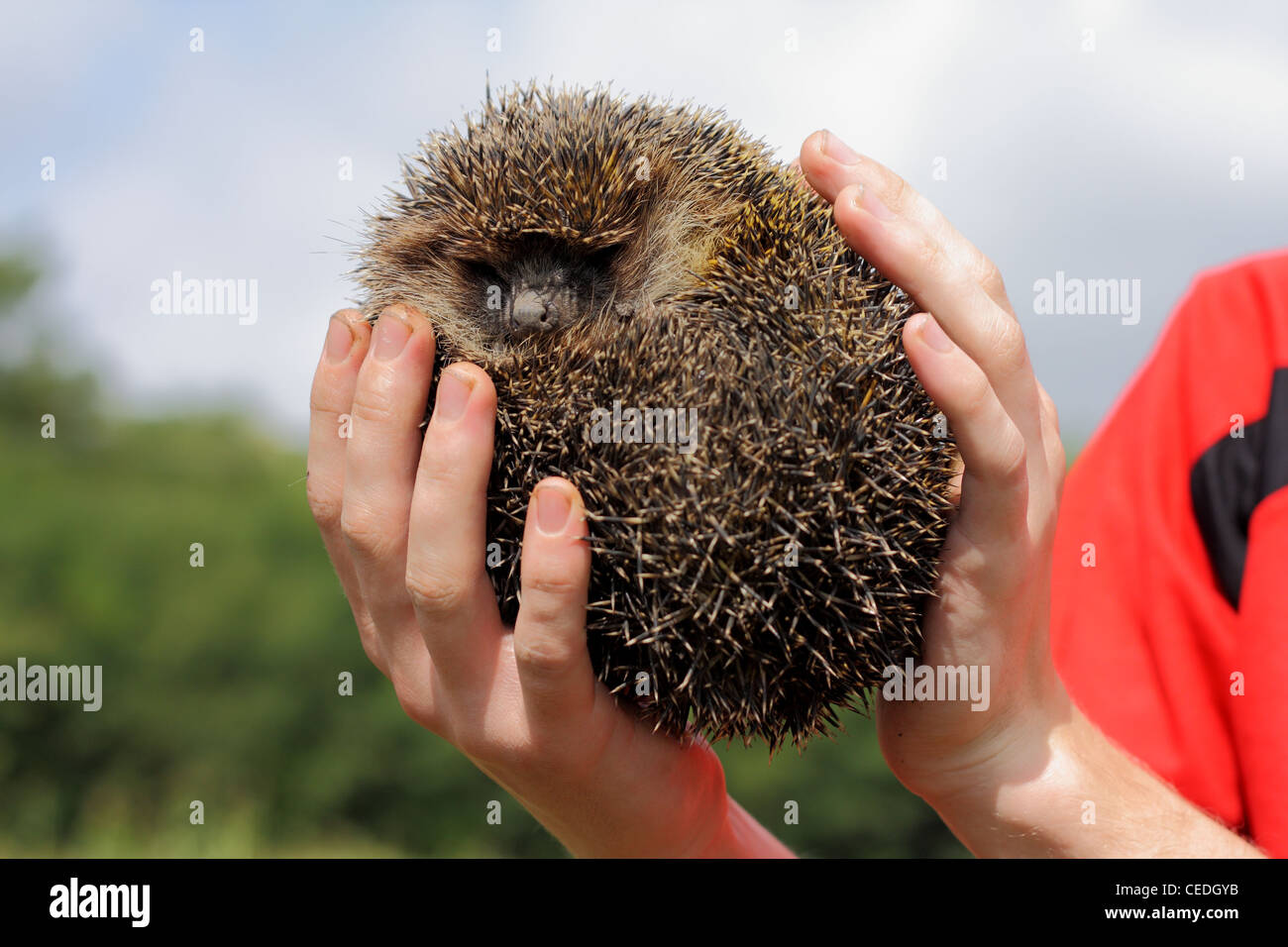 Hedgehog in the hands Stock Photo - Alamy