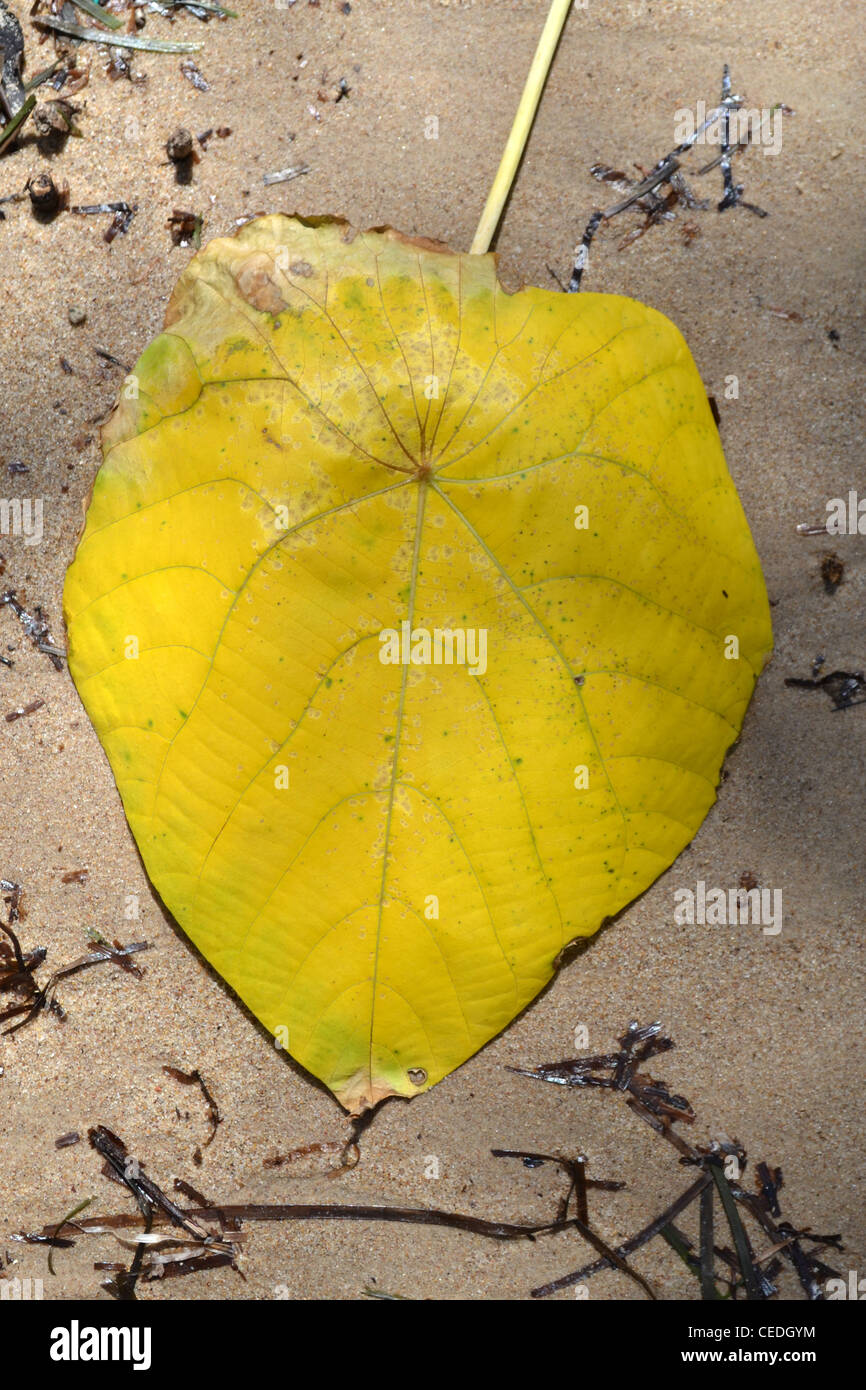 Leaf on beach Stock Photo - Alamy