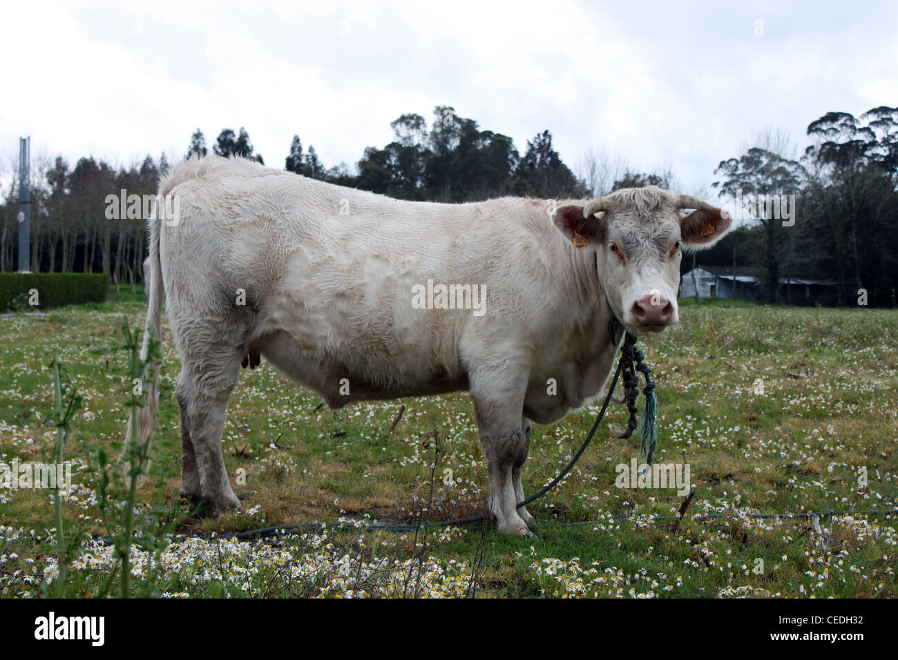 cow standing in a field Stock Photo - Alamy
