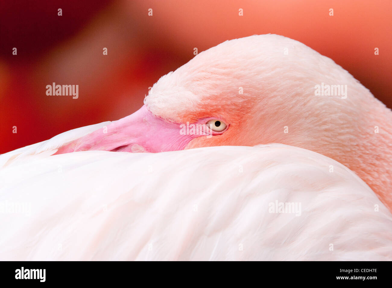 Flamingo eye hi-res stock photography and images - Alamy