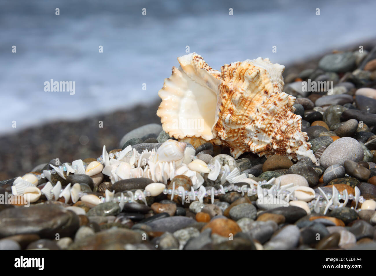 seashell and necklace on stone seacoast Stock Photo - Alamy