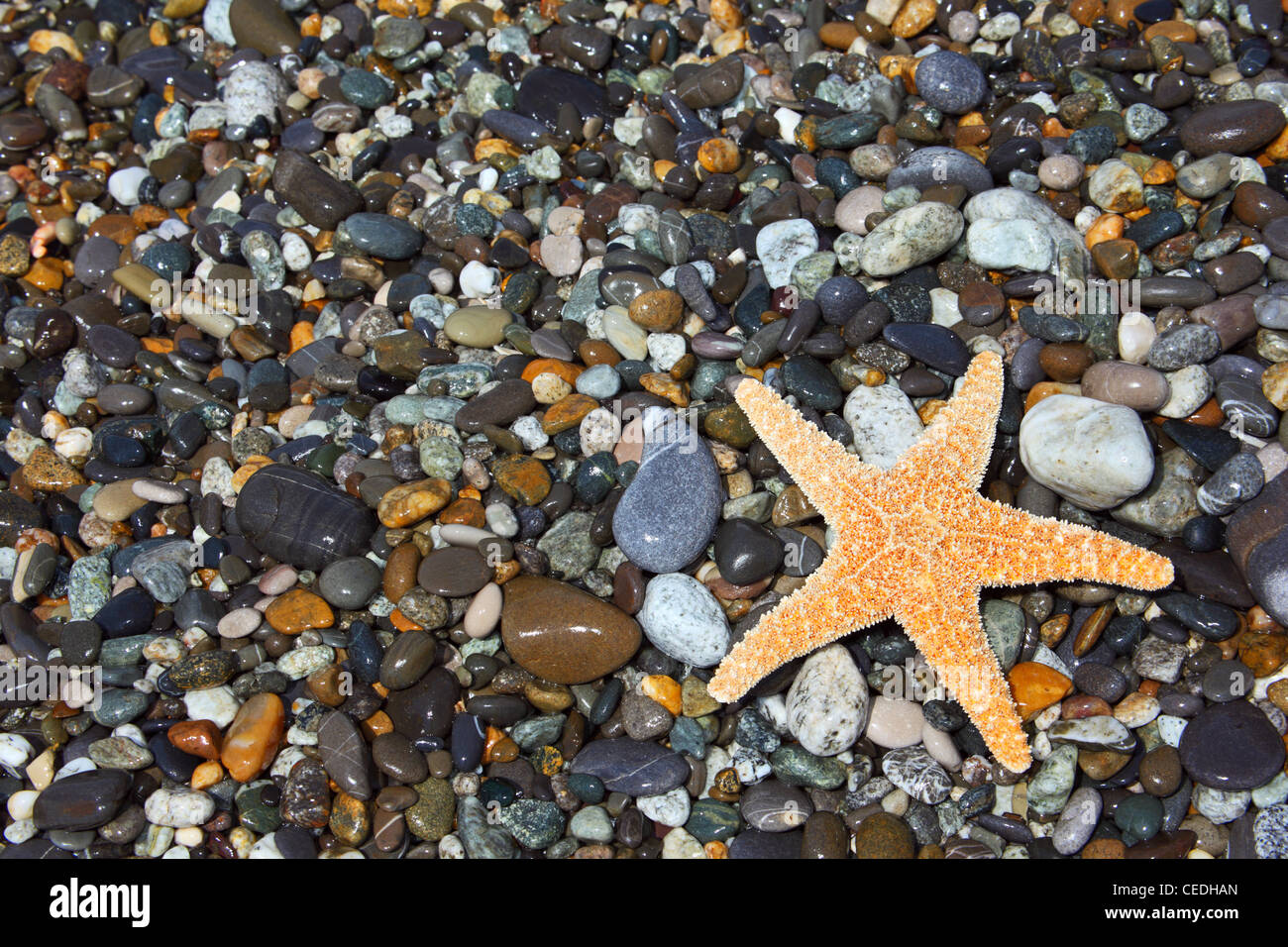 Starfish on stone seacoast Stock Photo - Alamy