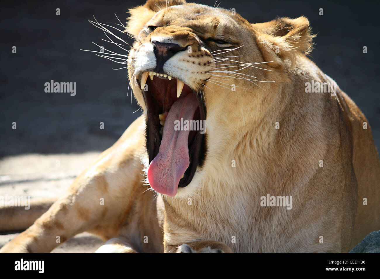Roaring lion portrait hi-res stock photography and images - Alamy