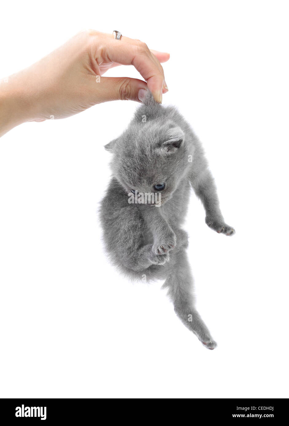 Little kitten in the hand Stock Photo - Alamy