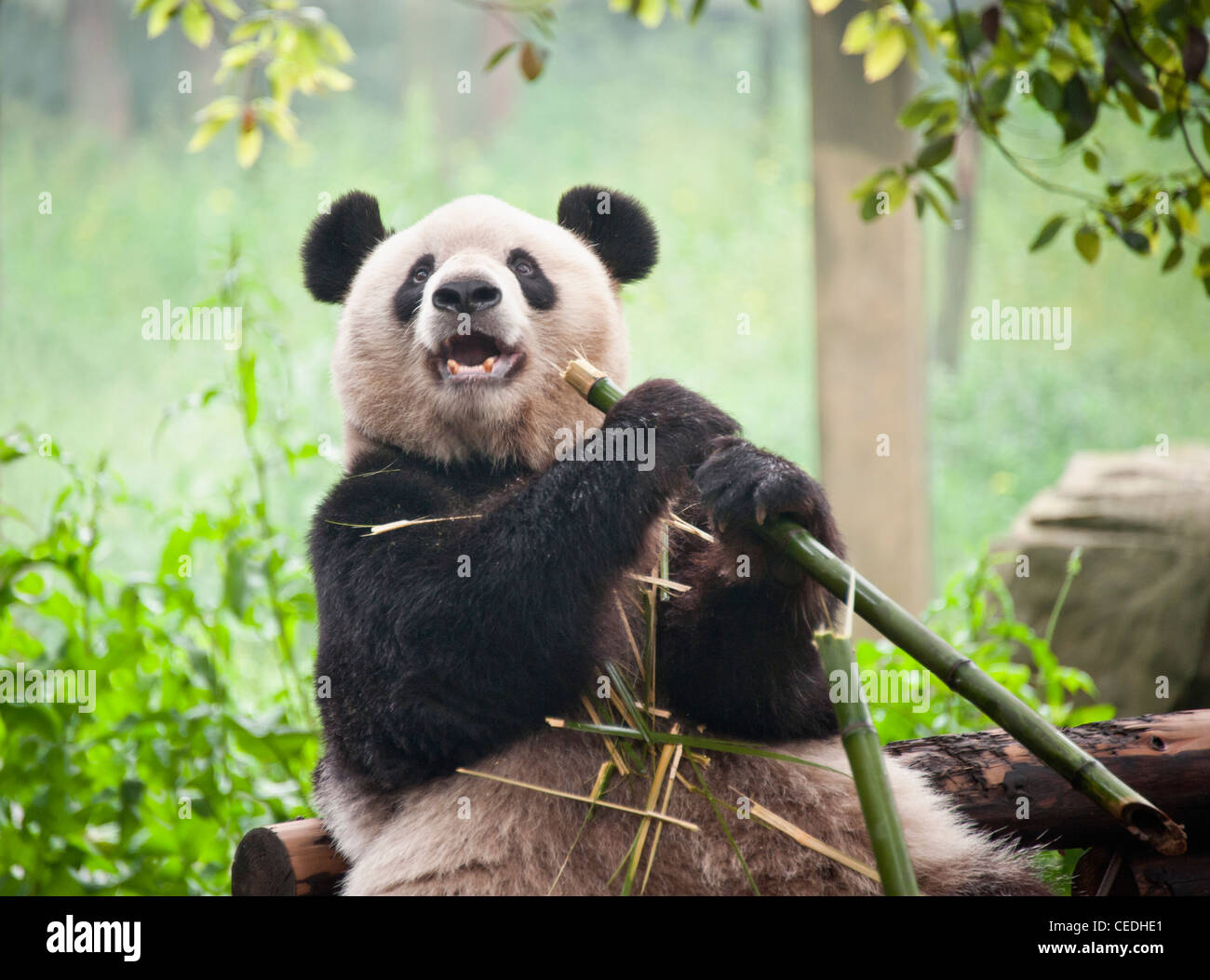 Giant Panda looking up from eating bamboo Stock Photo - Alamy