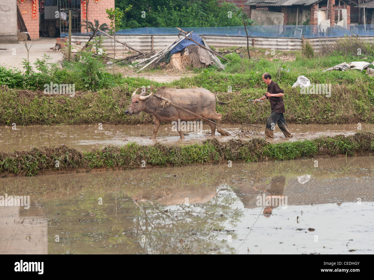 Rice Farmer Plowing A Paddy Stock Photo - Alamy