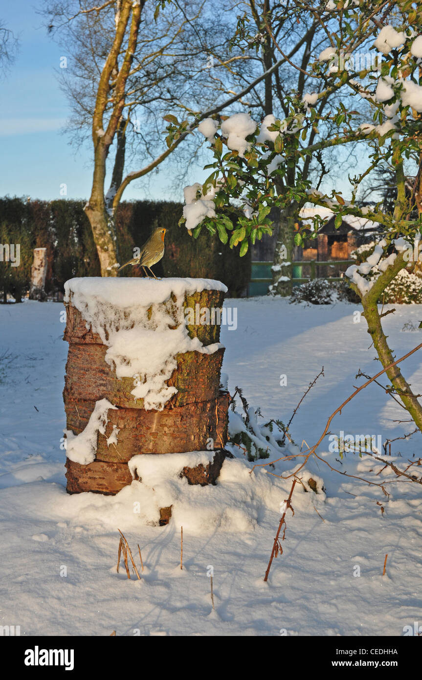 UK, Cheshire, tree stump with robin covered in snow Stock Photo - Alamy