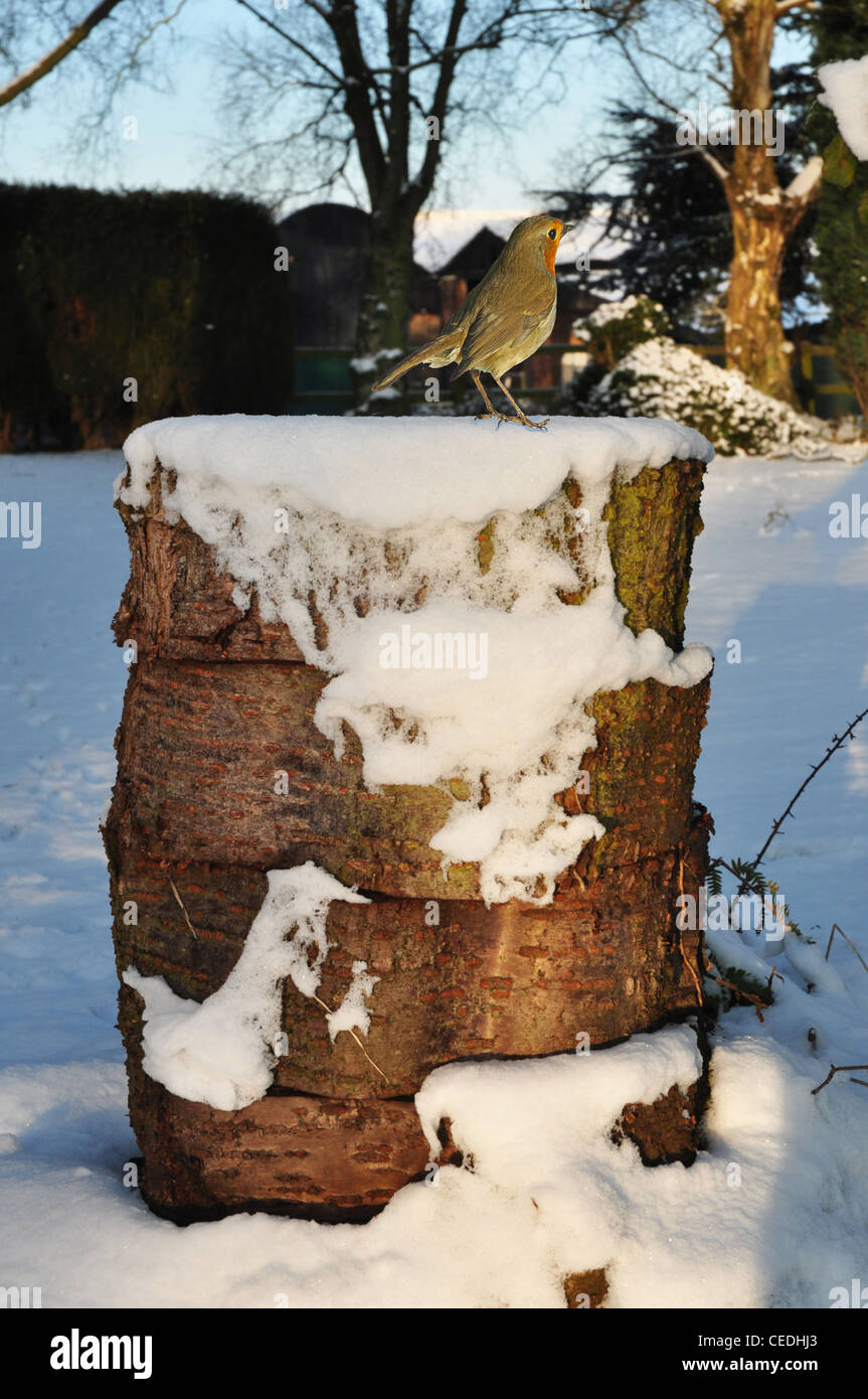 Robin in cheshire hi-res stock photography and images - Alamy