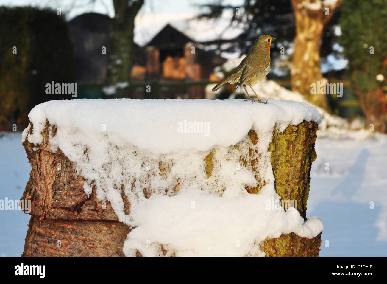 Robin garden painting hi-res stock photography and images - Alamy