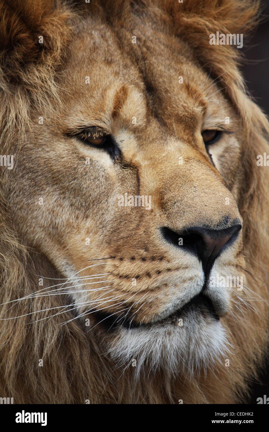 Most beautiful lion hi-res stock photography and images - Alamy