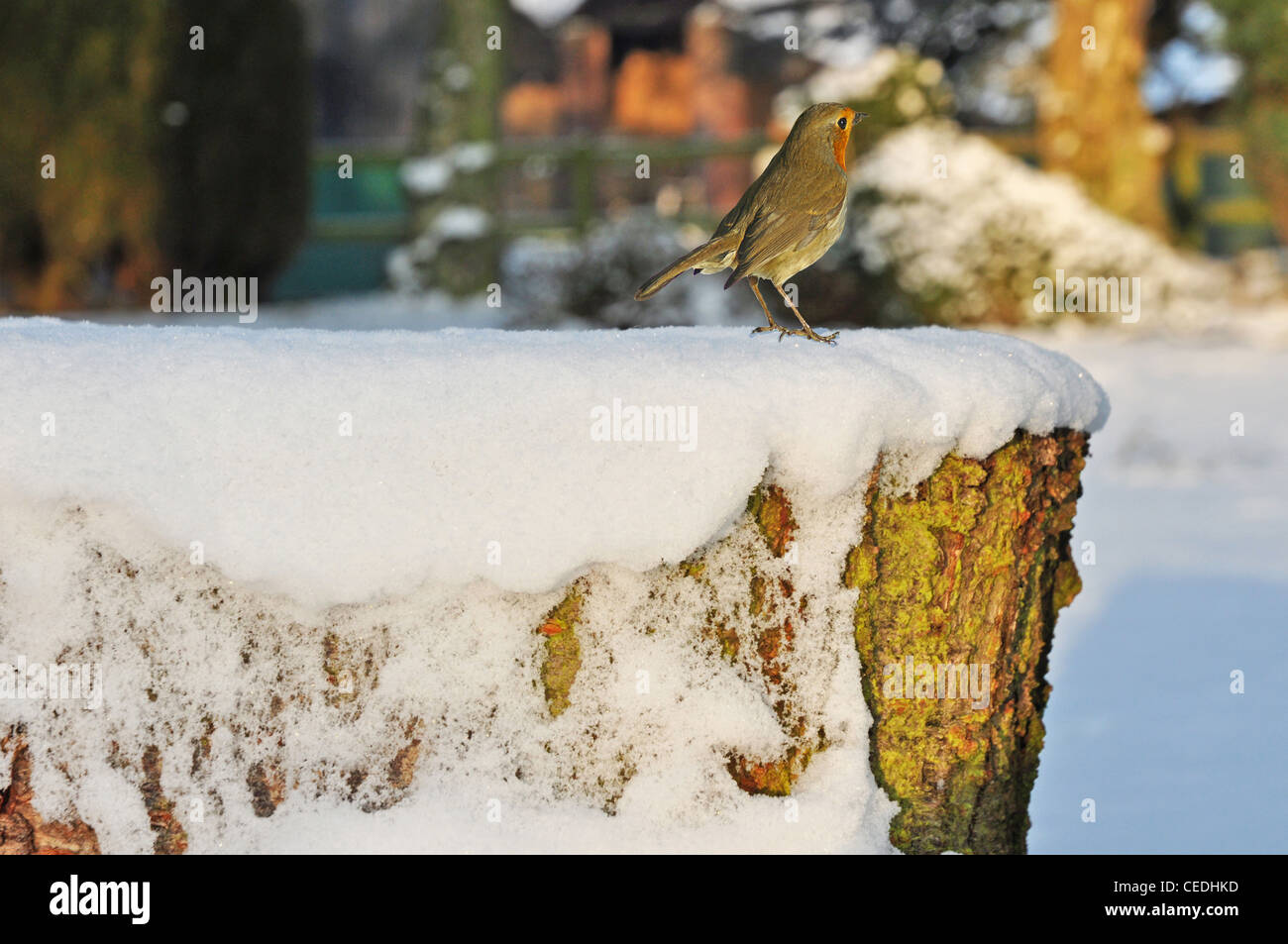 Robin garden painting hi-res stock photography and images - Alamy