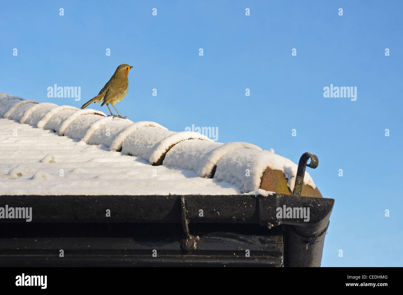 UK, Cheshire, snowy roof with robin Stock Photo - Alamy