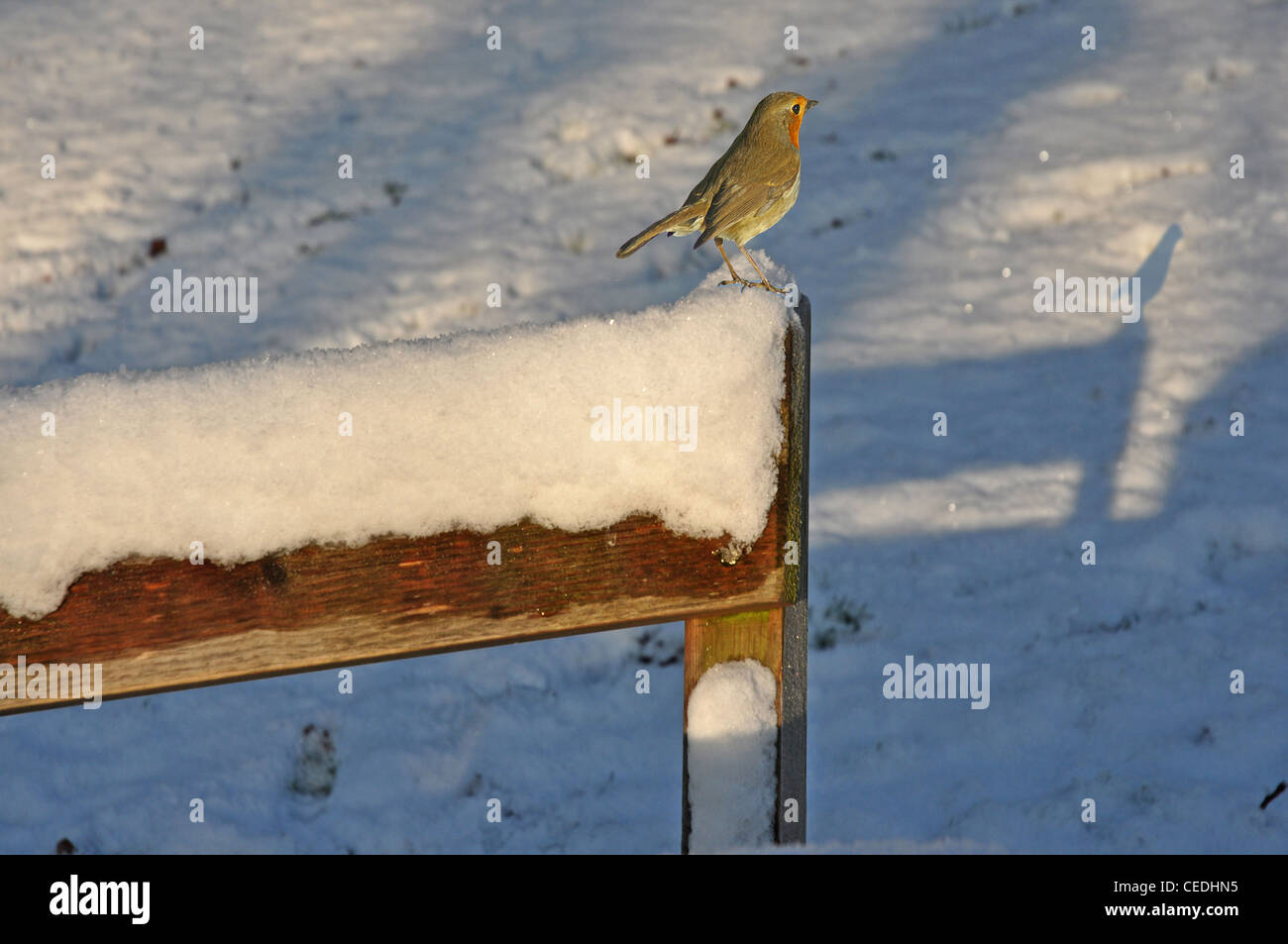 UK, Cheshire, snowy bench with robin Stock Photo - Alamy