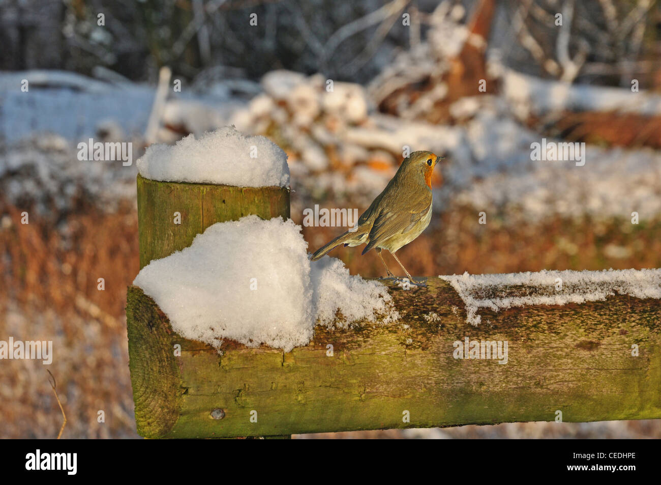 Robin garden painting hi-res stock photography and images - Alamy
