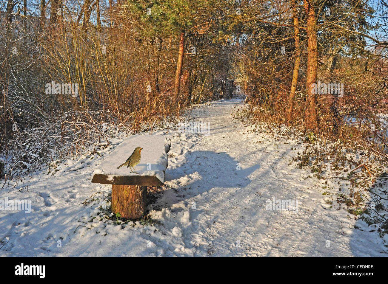 Robin garden painting hi-res stock photography and images - Alamy