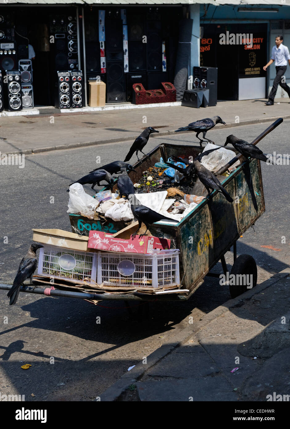 Congregating crows hi-res stock photography and images - Alamy