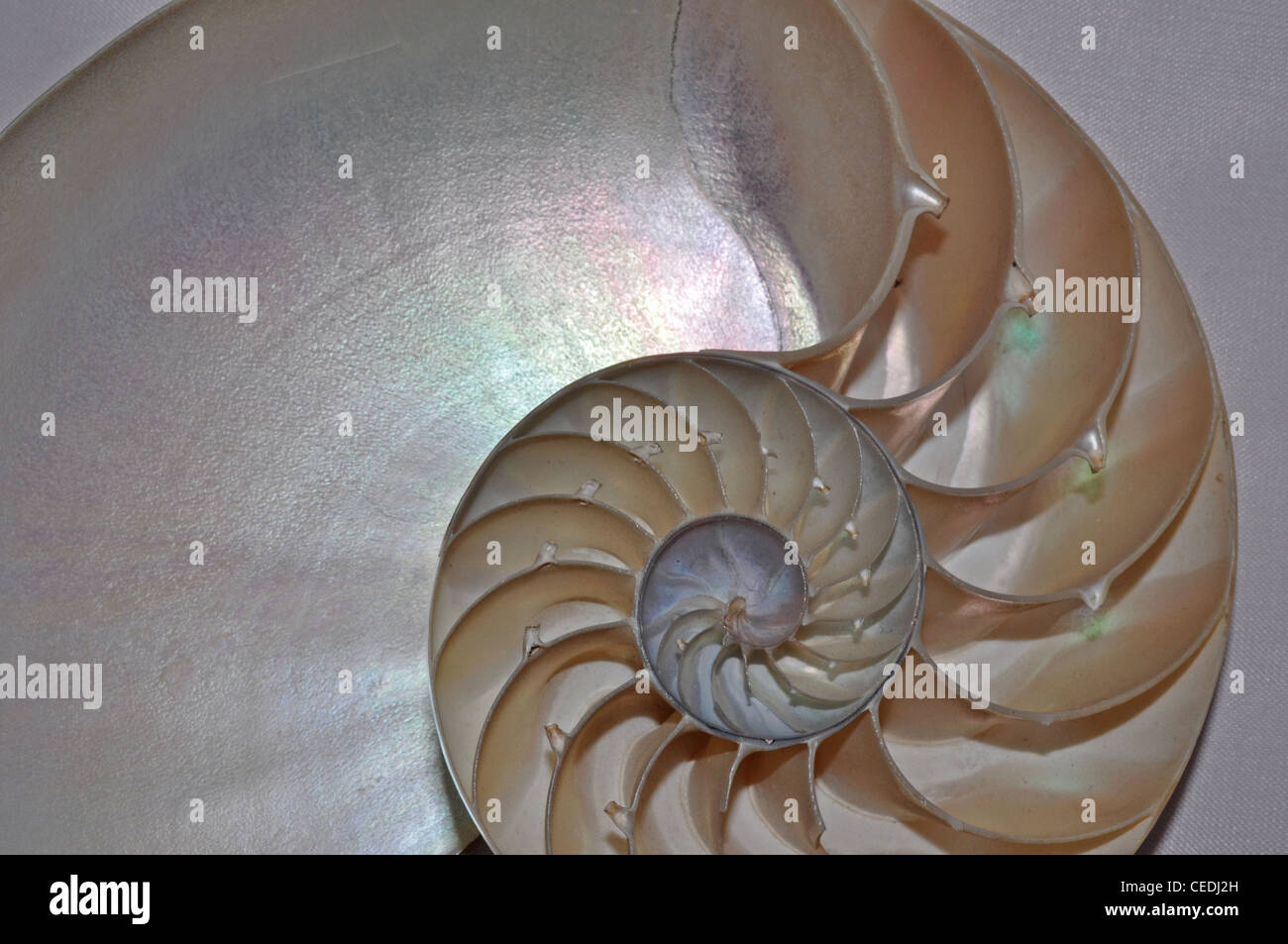 Shell guide hi-res stock photography and images - Alamy