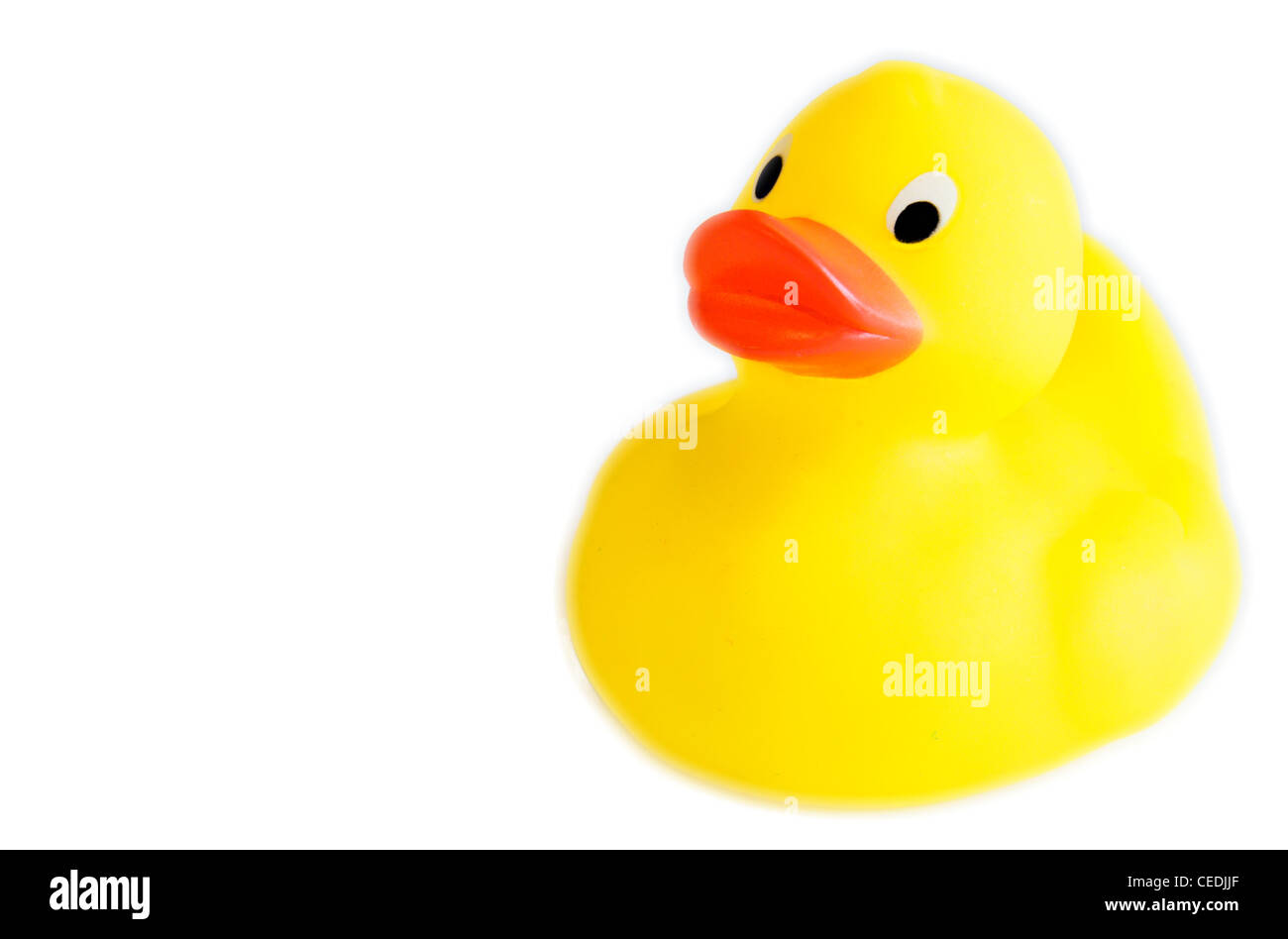 Classic yellow plastic duck with white background Stock Photo - Alamy