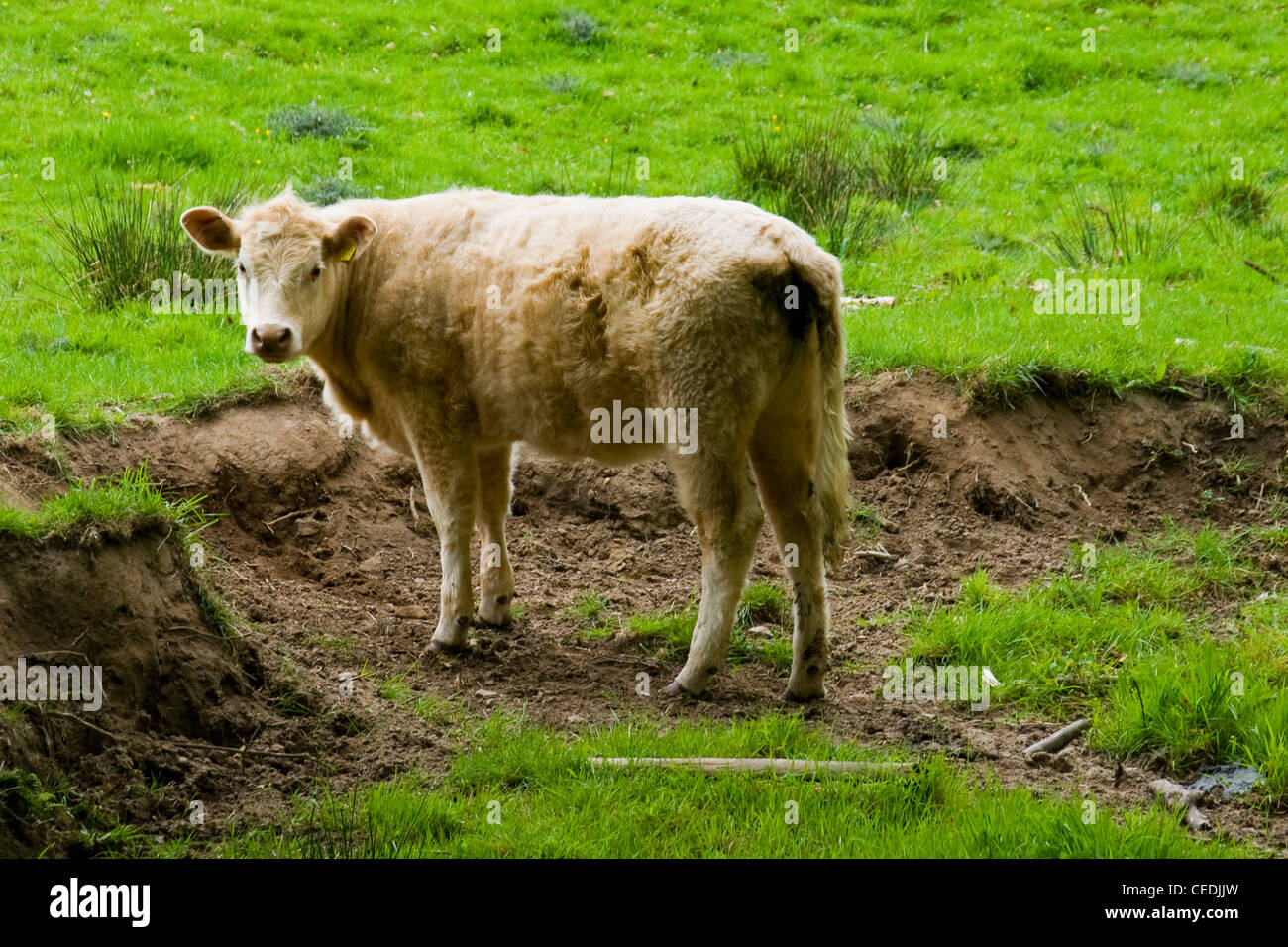Cow in a field Stock Photo - Alamy