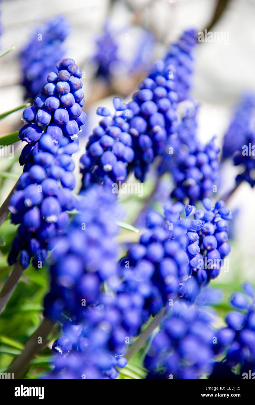 Detail image of blue muscari at spring Stock Photo - Alamy