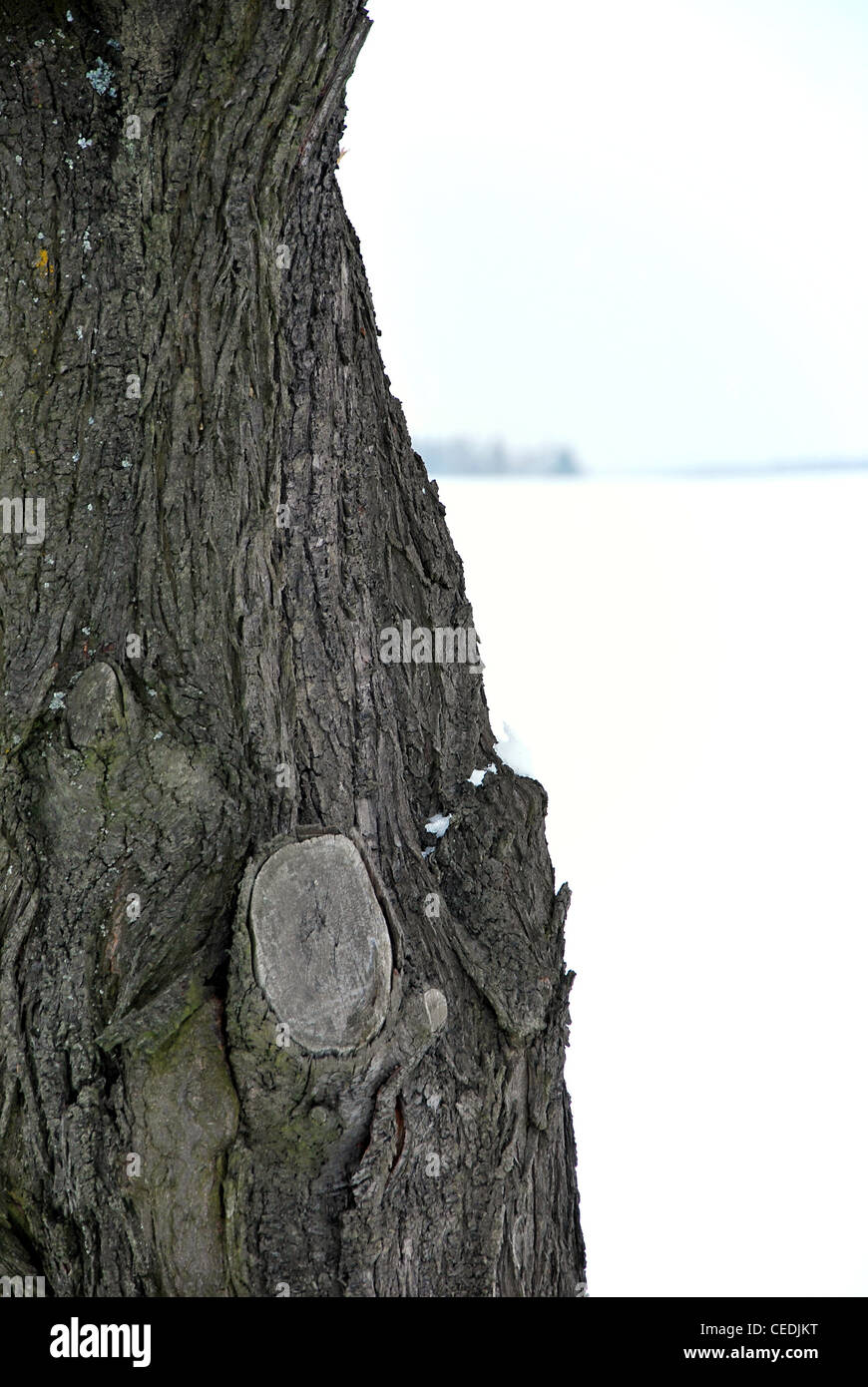 Closeup bark tree hi-res stock photography and images - Alamy