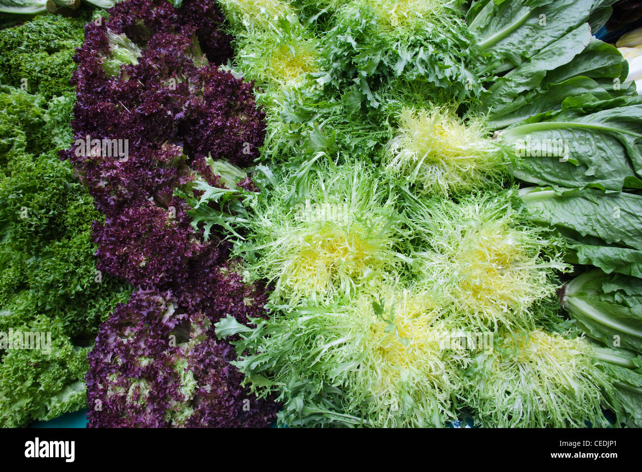 England, London, Southwark, Borough Market, Vegetable Stall, Lettuce ...