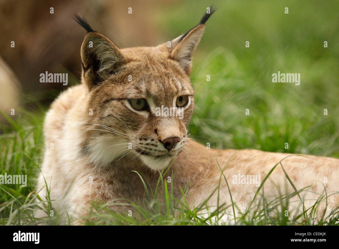Lynx looks on Stock Photo - Alamy