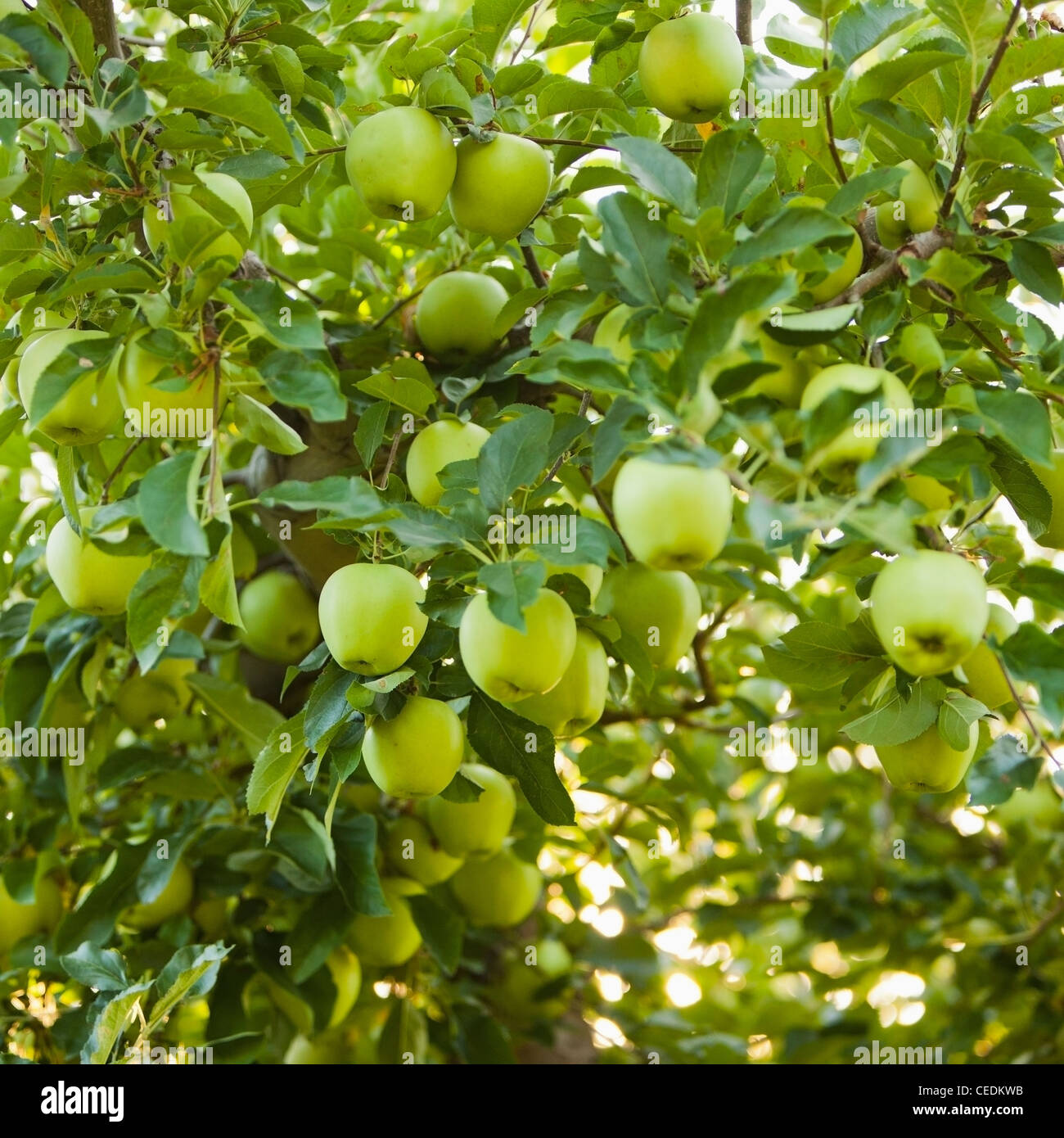 Green apples growing on tree Stock Photo - Alamy