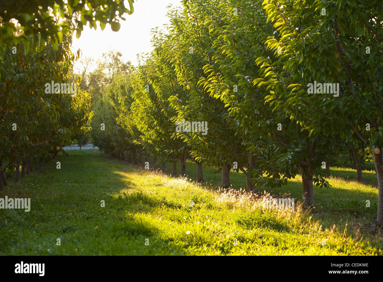 Apple trees in orchard hi-res stock photography and images - Alamy