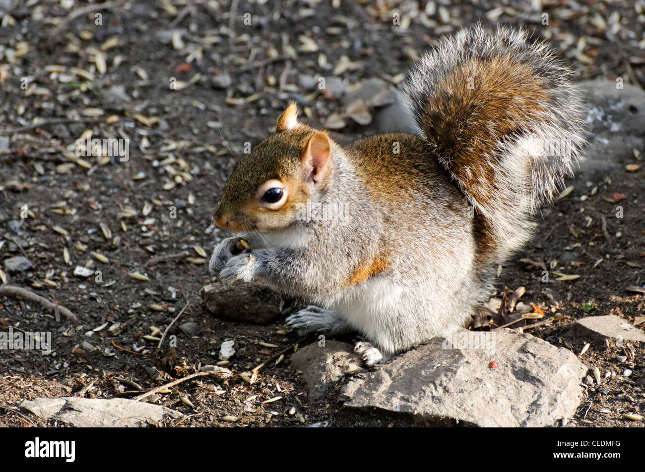 Grey ground squirrel hi-res stock photography and images - Alamy