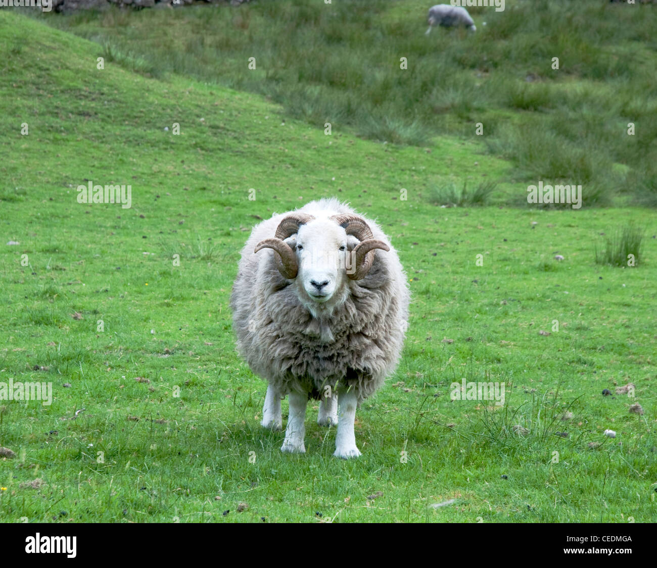 Herdwick ram hi-res stock photography and images - Alamy