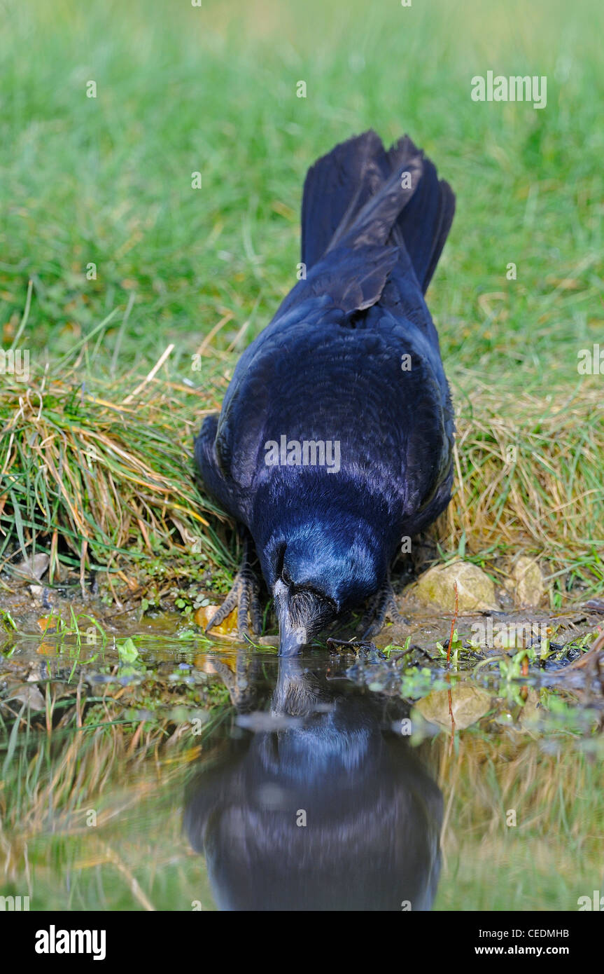 Crow drinking water hi-res stock photography and images - Alamy