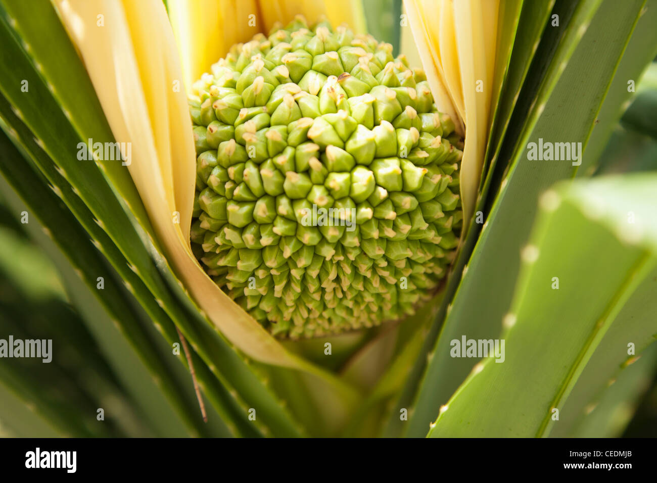 Close up of exotic Thai plant Stock Photo - Alamy