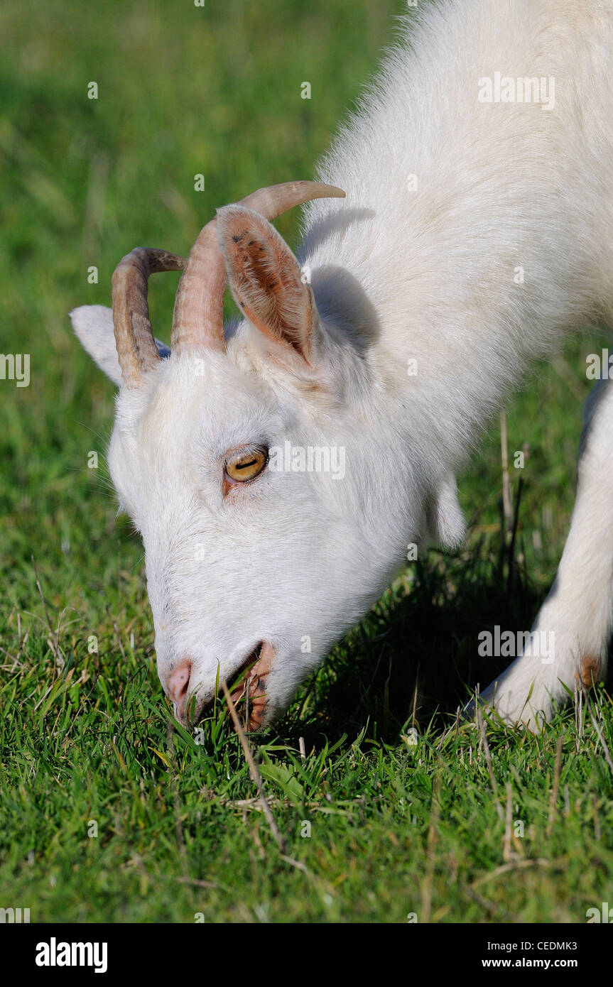 Goat eating grass not field hi-res stock photography and images - Alamy