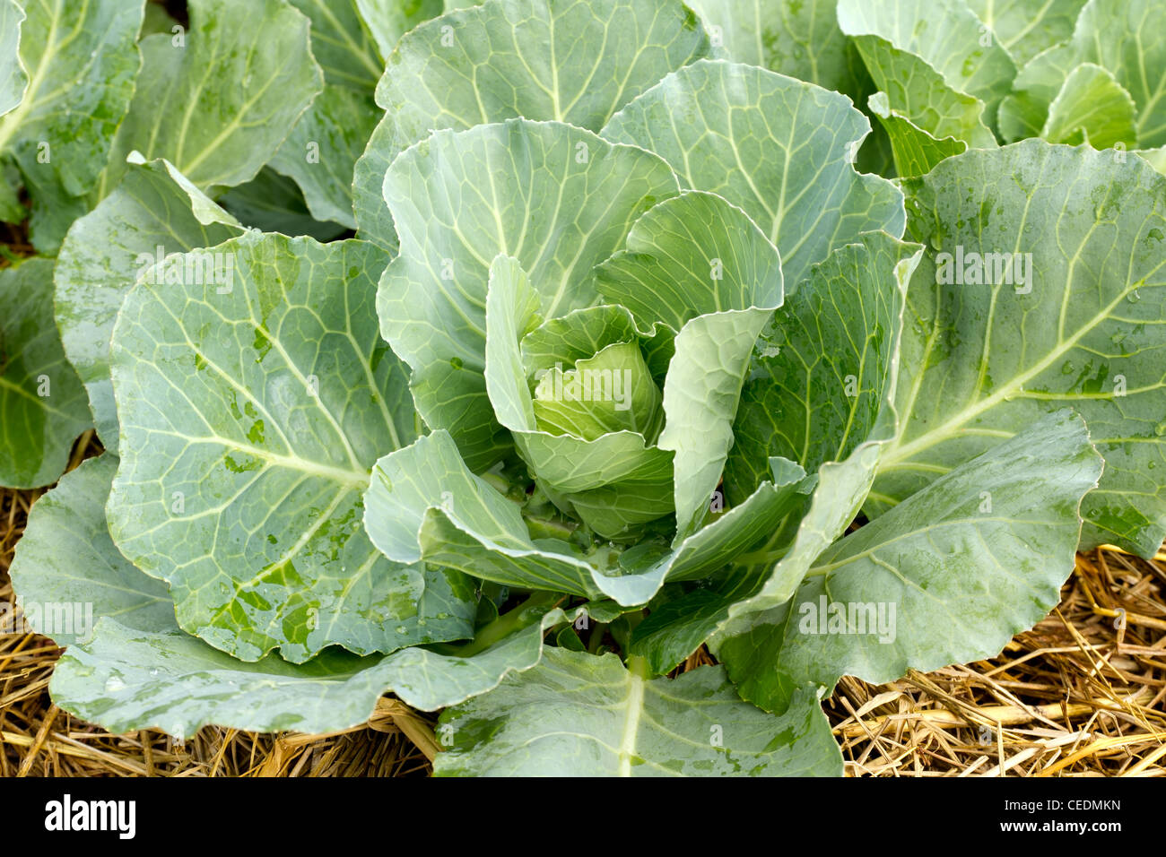 Closeup cabbage seedlings grown in a field Stock Photo - Alamy