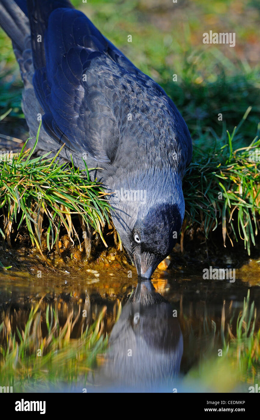 Crow drinking water hi-res stock photography and images - Alamy