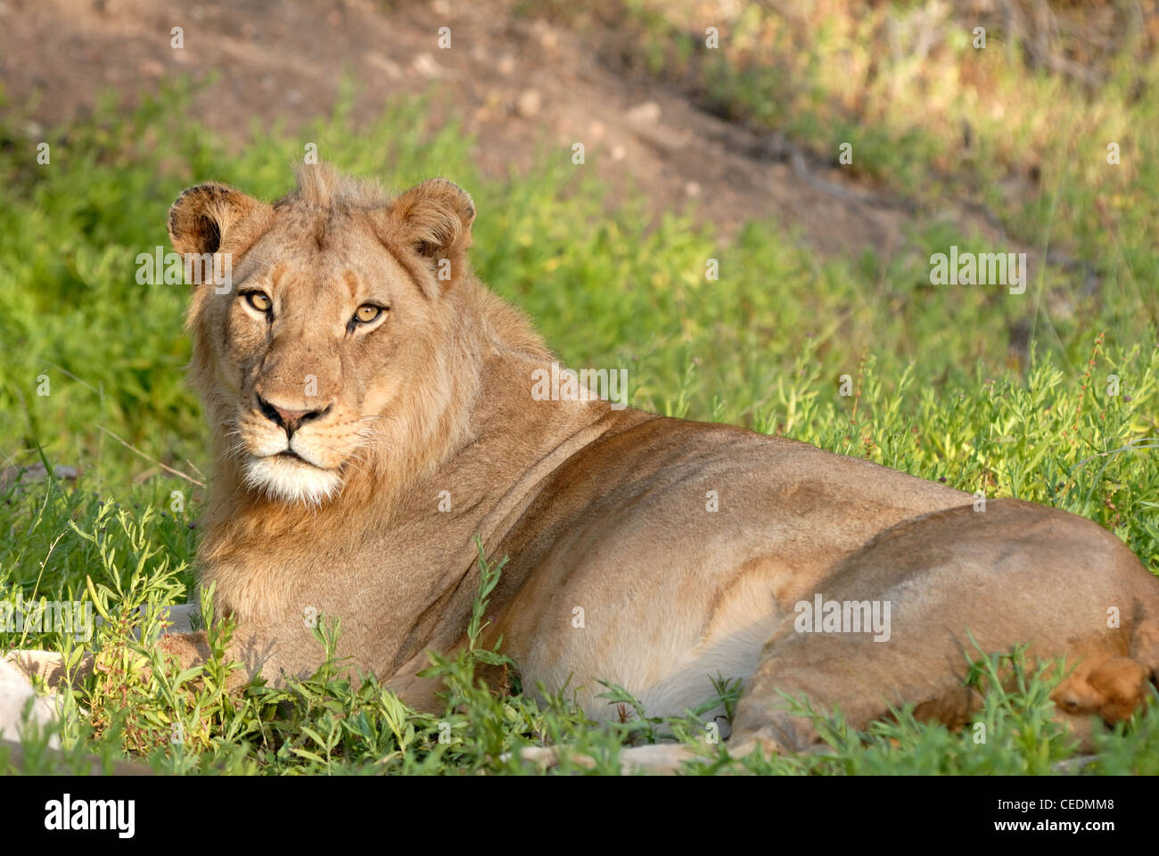 Young Male Lions Stock Photo - Alamy