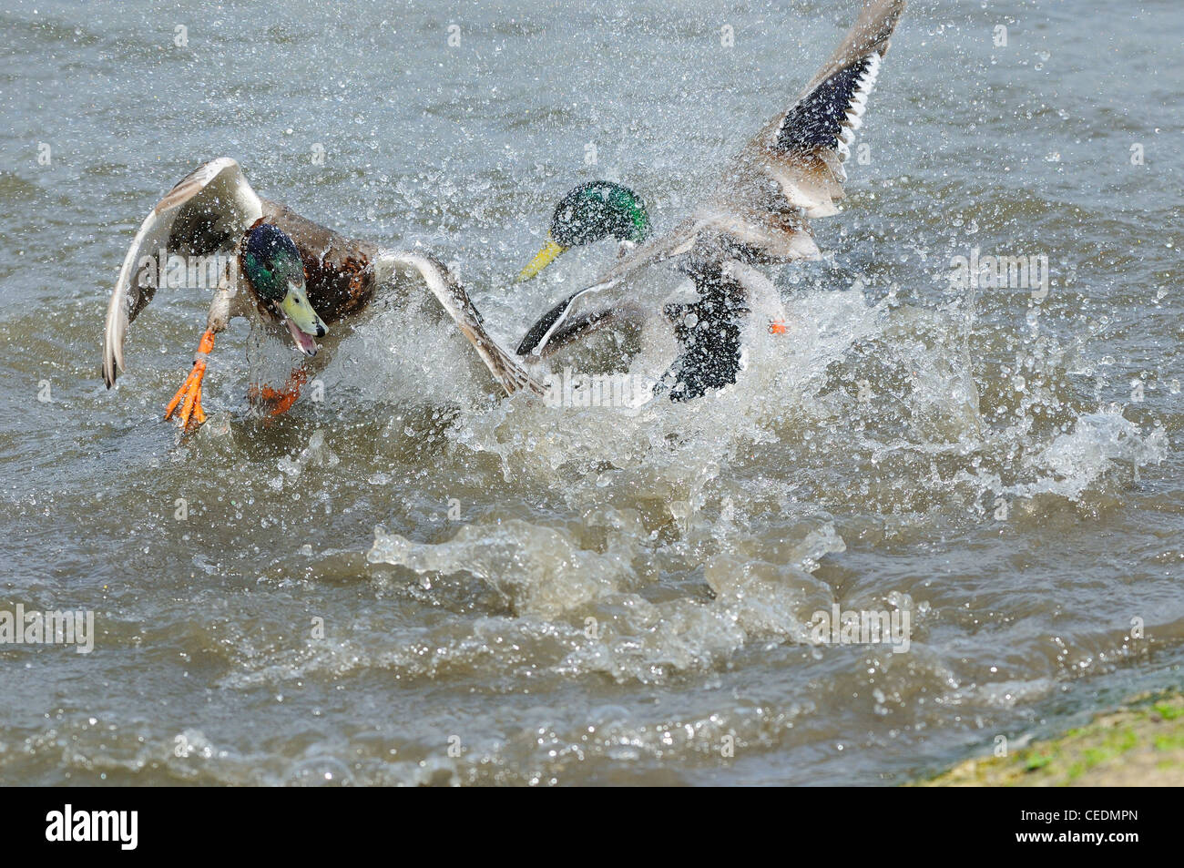Aggressive duck hi-res stock photography and images - Alamy