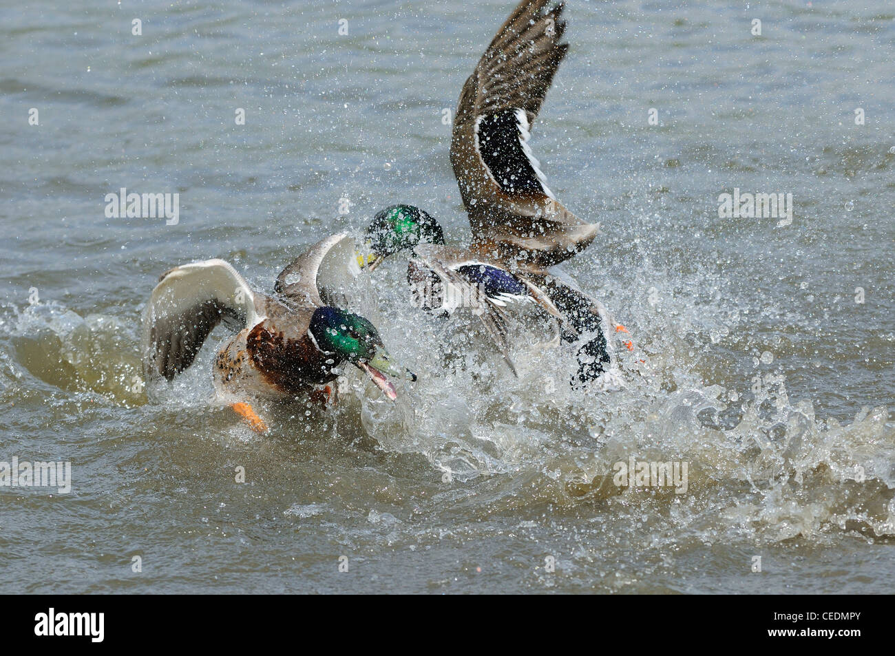 Aggressive duck hi-res stock photography and images - Alamy