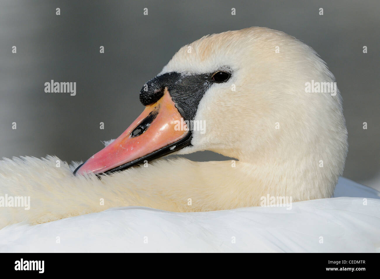 Resting swan hi-res stock photography and images - Alamy